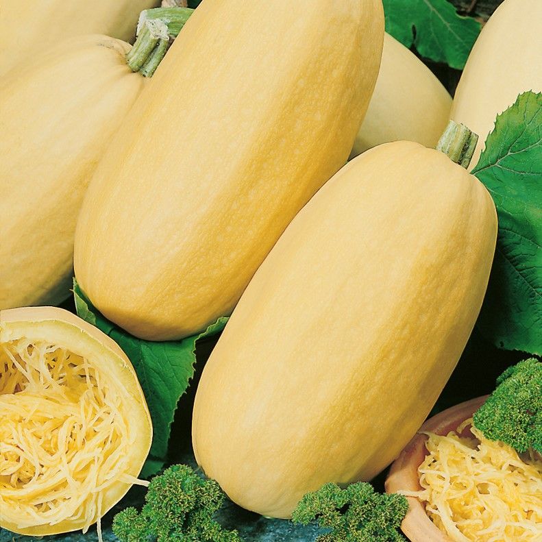 Cultivo De Calabaza Espagueti (Cucurbita Pepo 'Spaghetti')